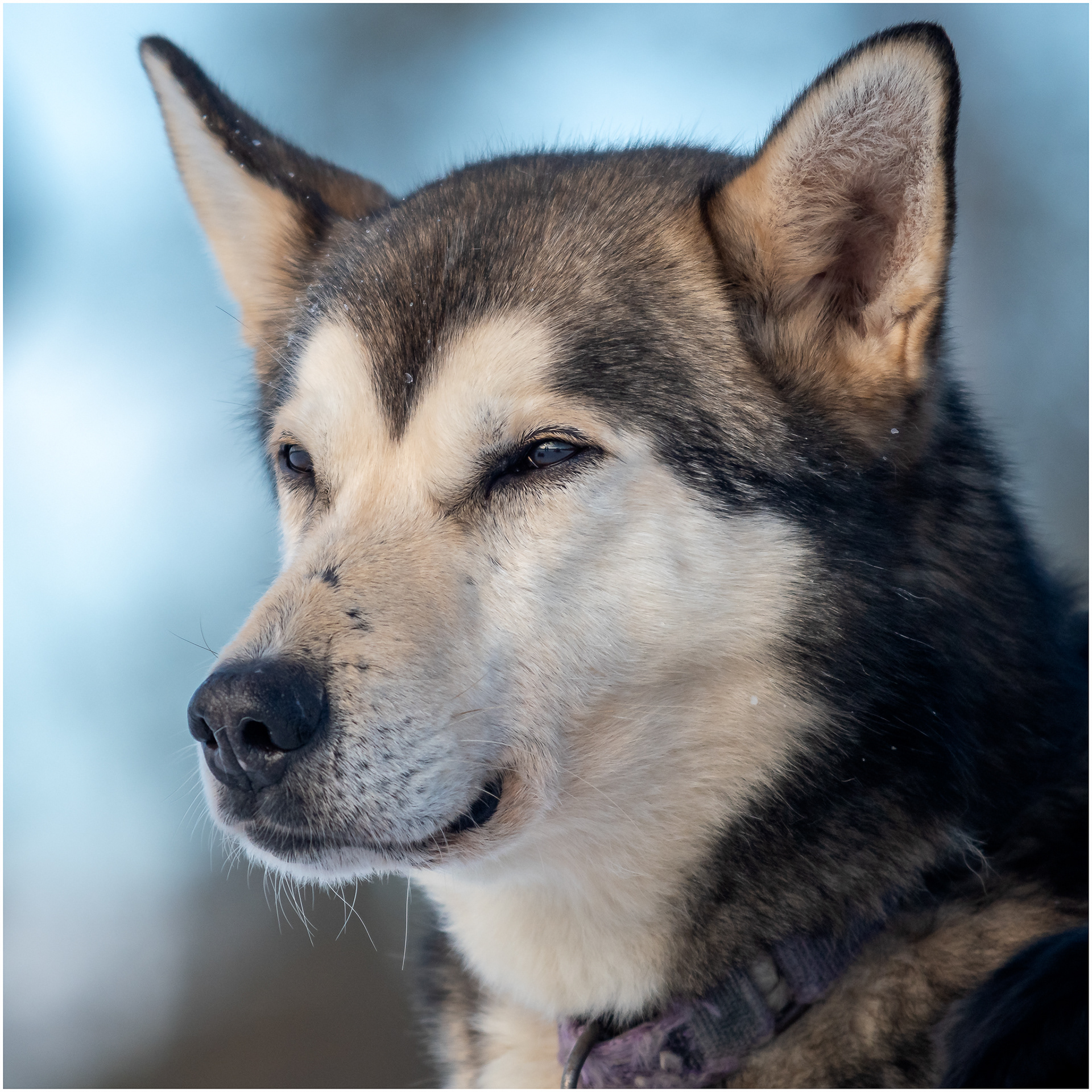 Martin Patz - Northern Lights Tour