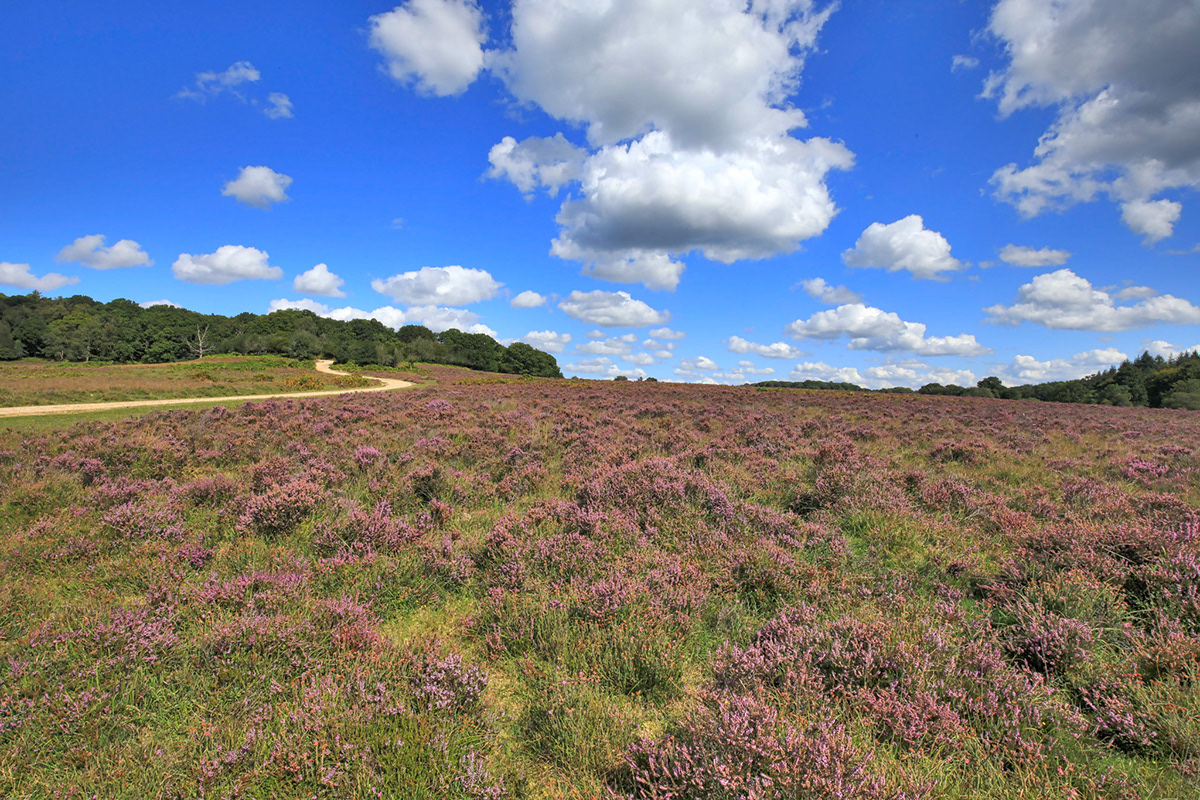 Kevin Pointer Photography - Fritham, New Forest