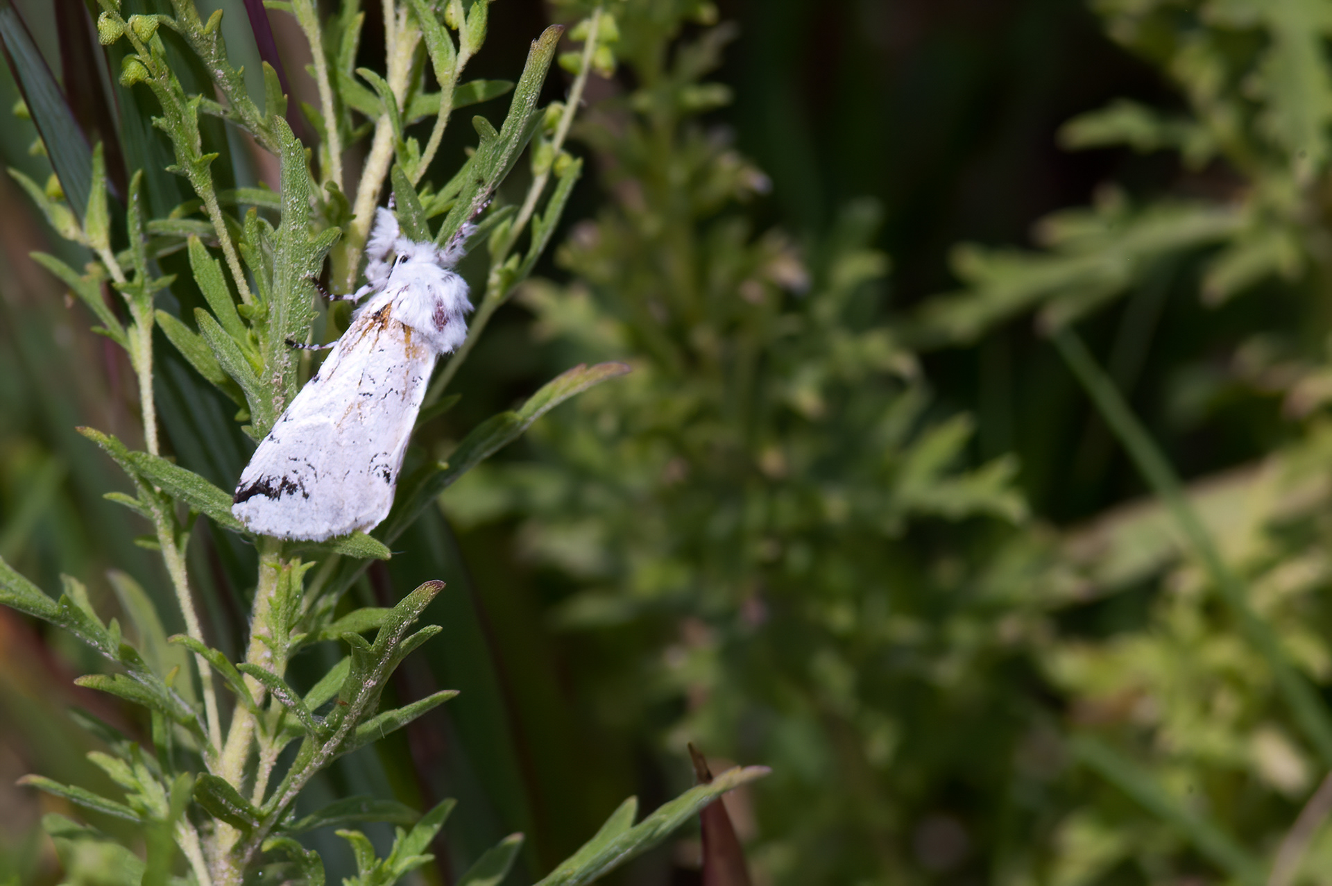 Wildeyes Images - Moths of Oklahoma
