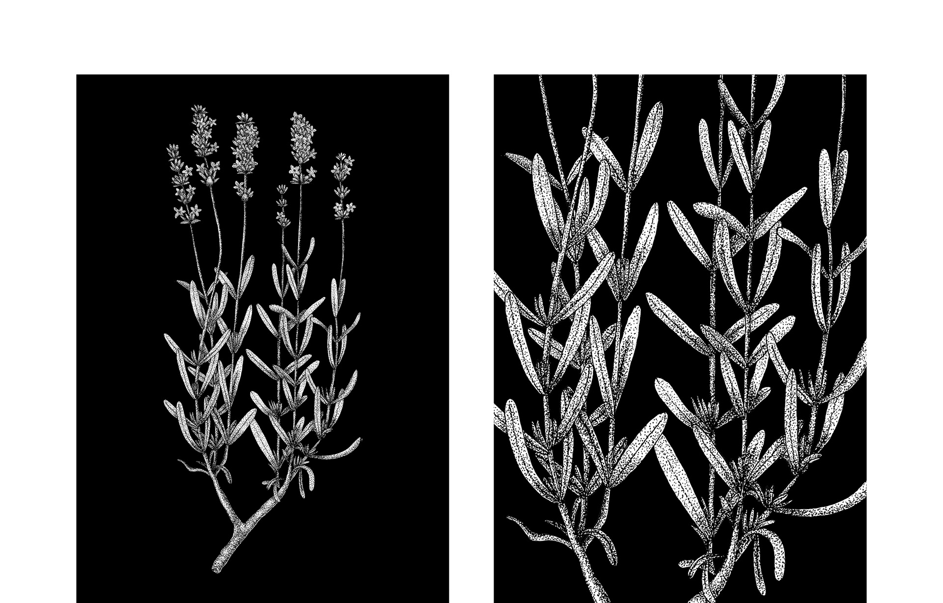 Cathy Thill - HERBARIUM