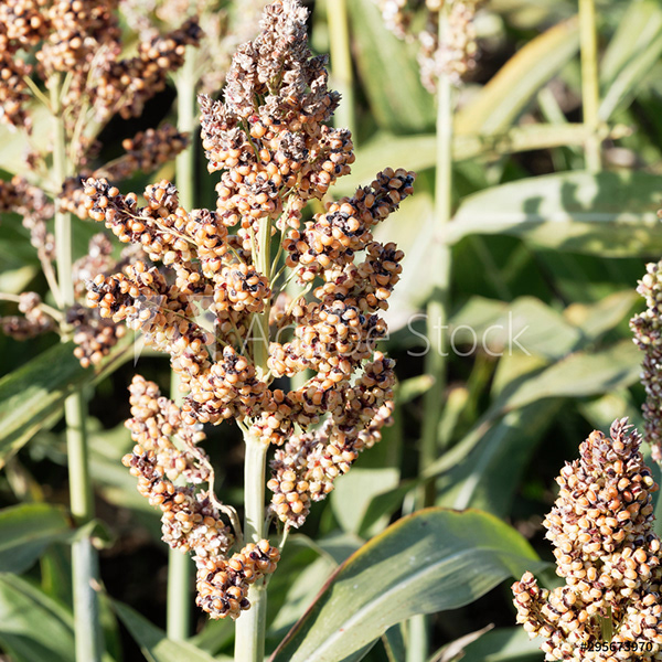 Portofolio. L'instant d'une photo. La flore - Sorgho rouge