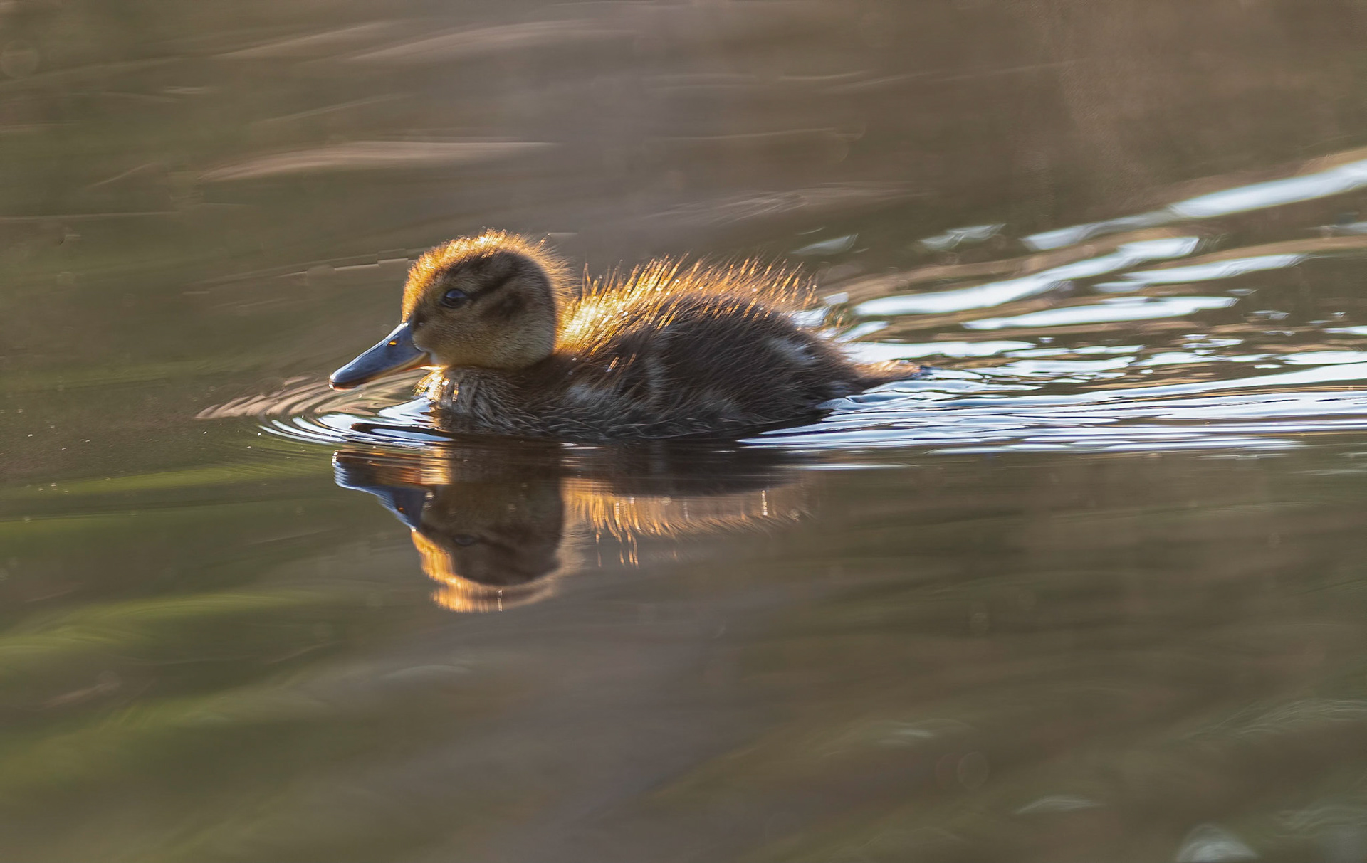 DAVID GOTTO - Europe --- Finland