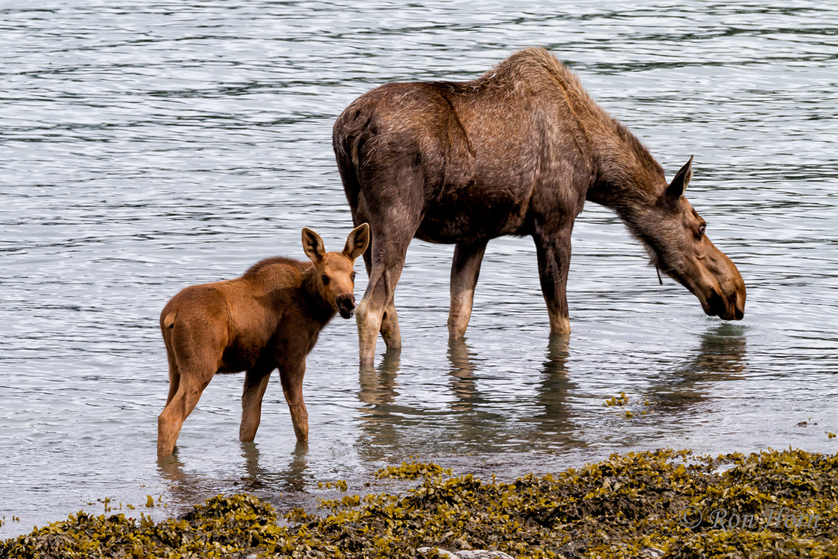 Ron Horn - Moose, Caribou, Elk & Deer