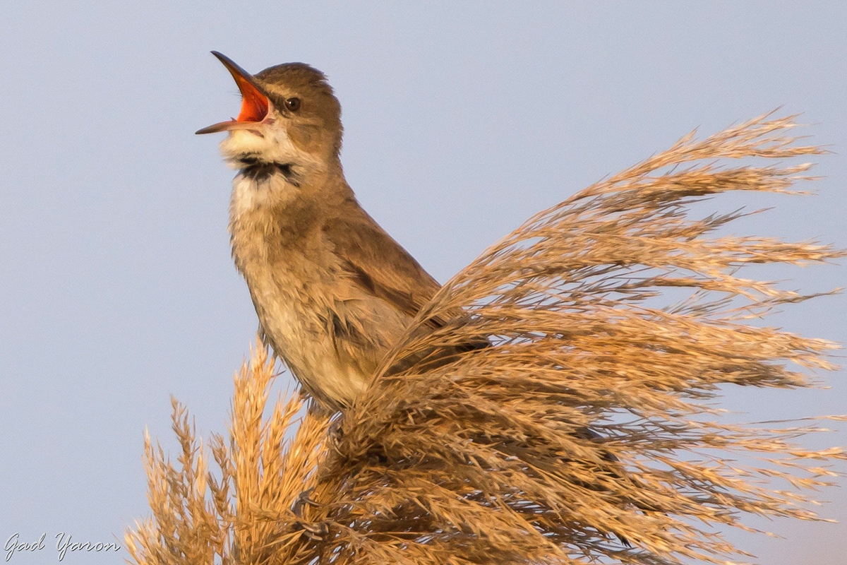 Gad Yaron - Birds Photography - Birds in Israel