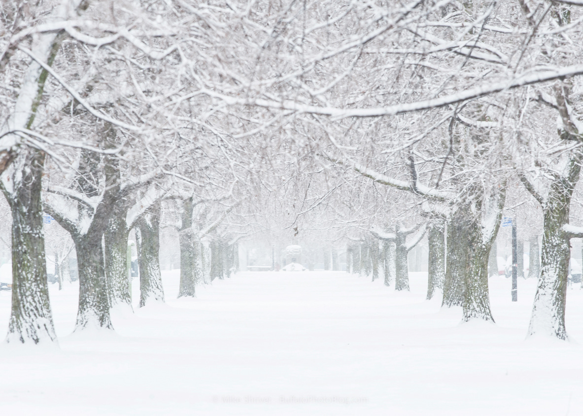 Photography of Buffalo, NY - buffalo winter