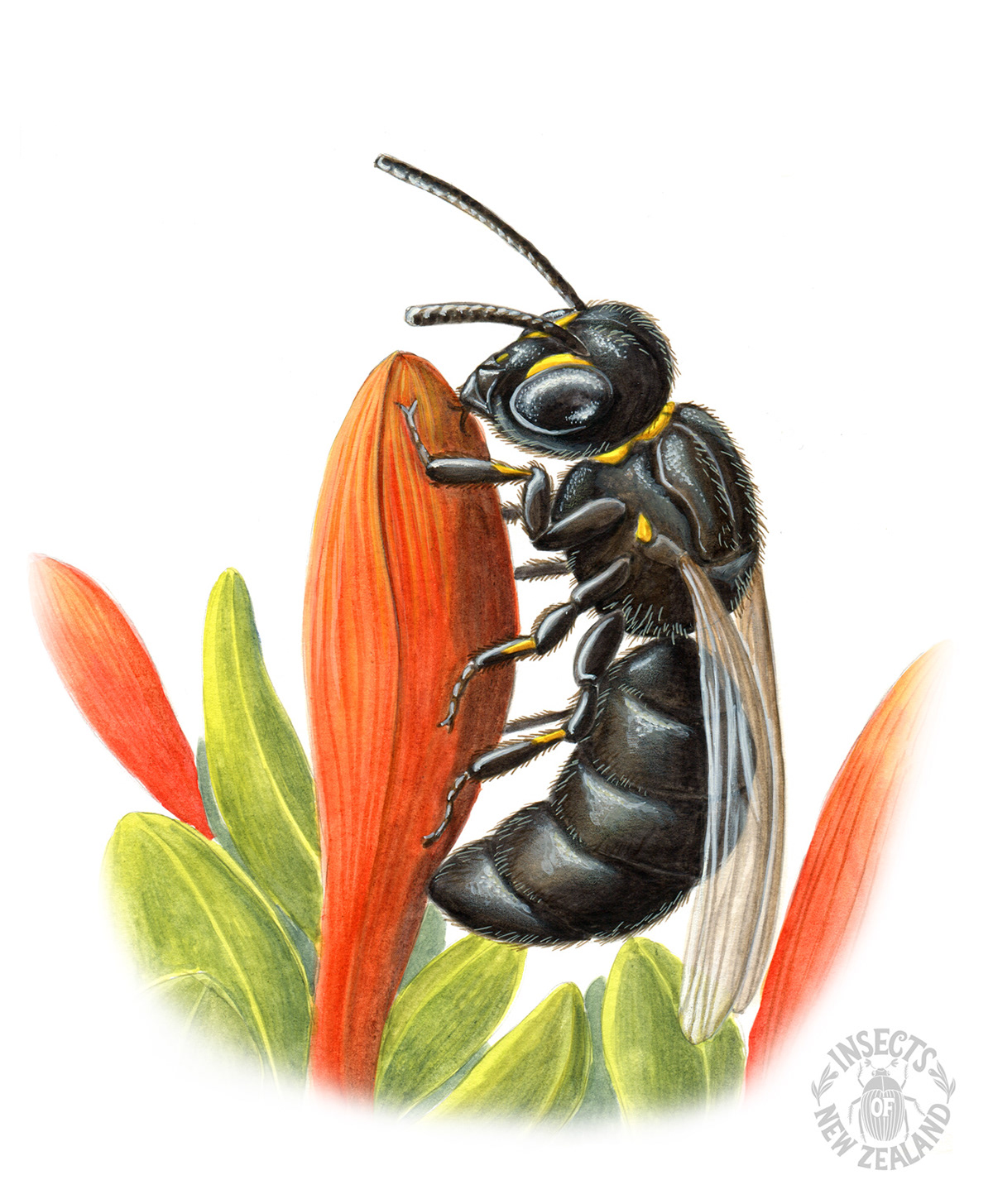Emma Scheltema Illustration - Insects of New Zealand Playing Cards