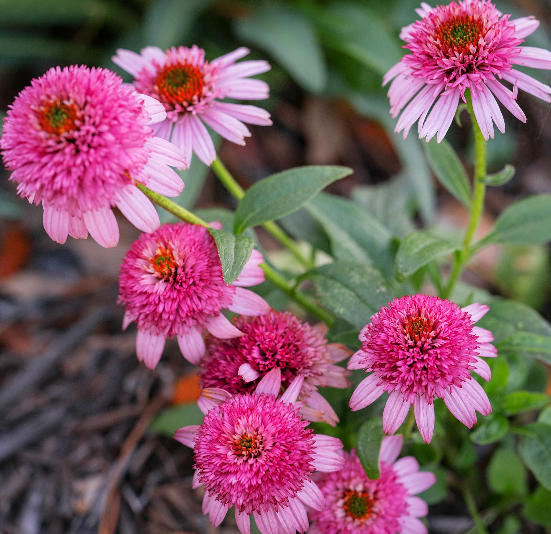 Stuart Schaefer - Flowers Gallery