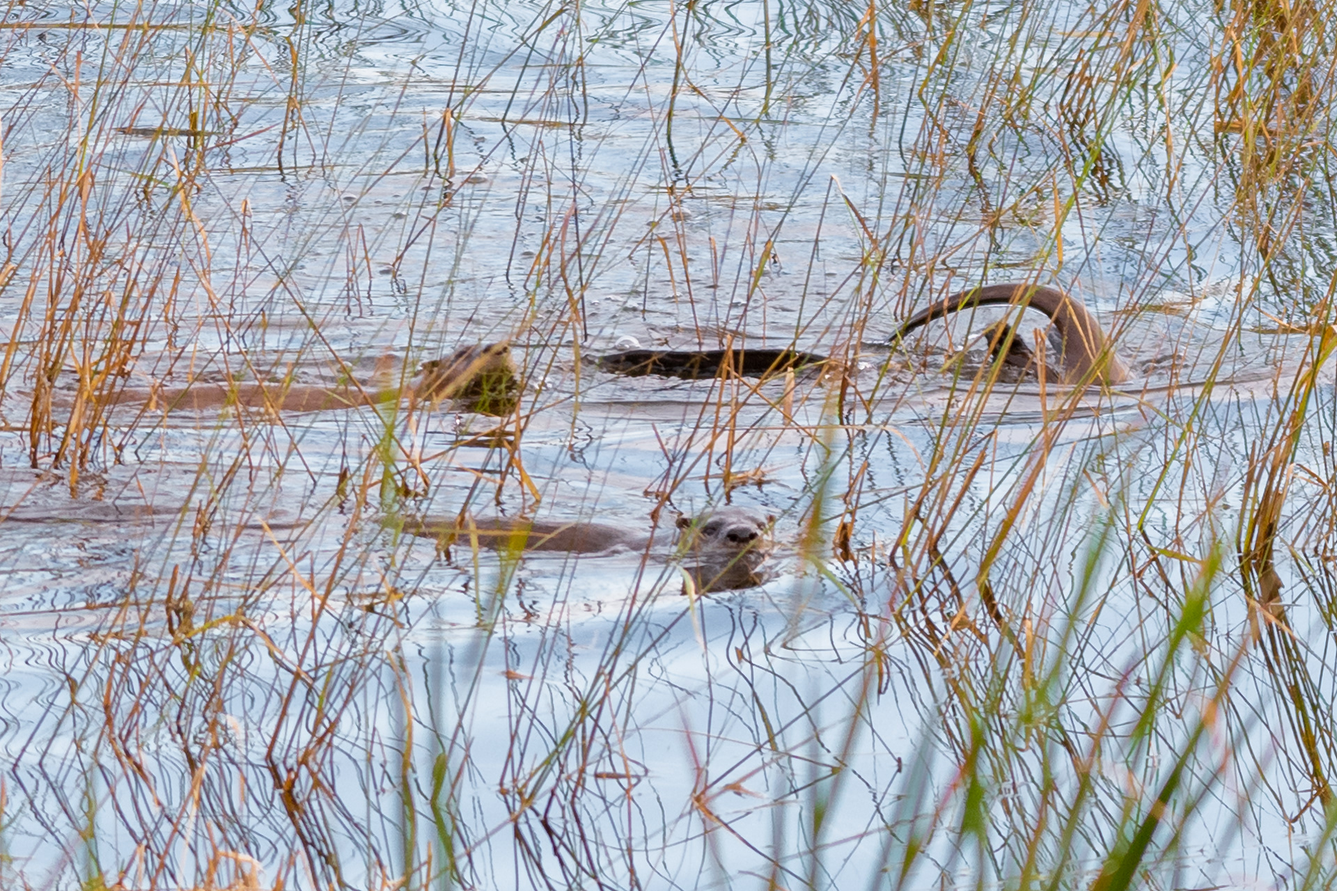 Ryan Westerberg - Wildlife