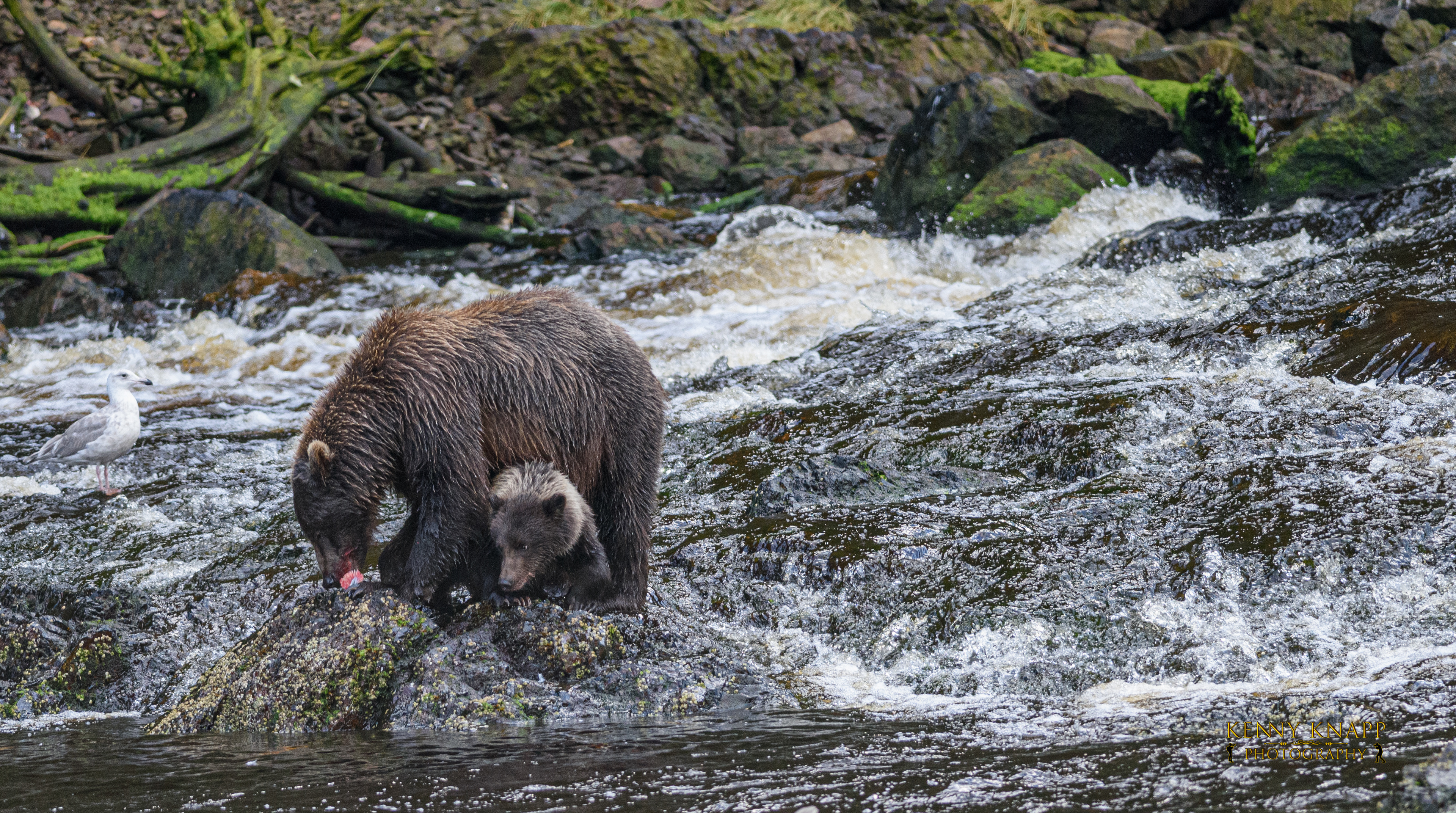Kenny Knapp - Pavlof Harbor - Brown Bears