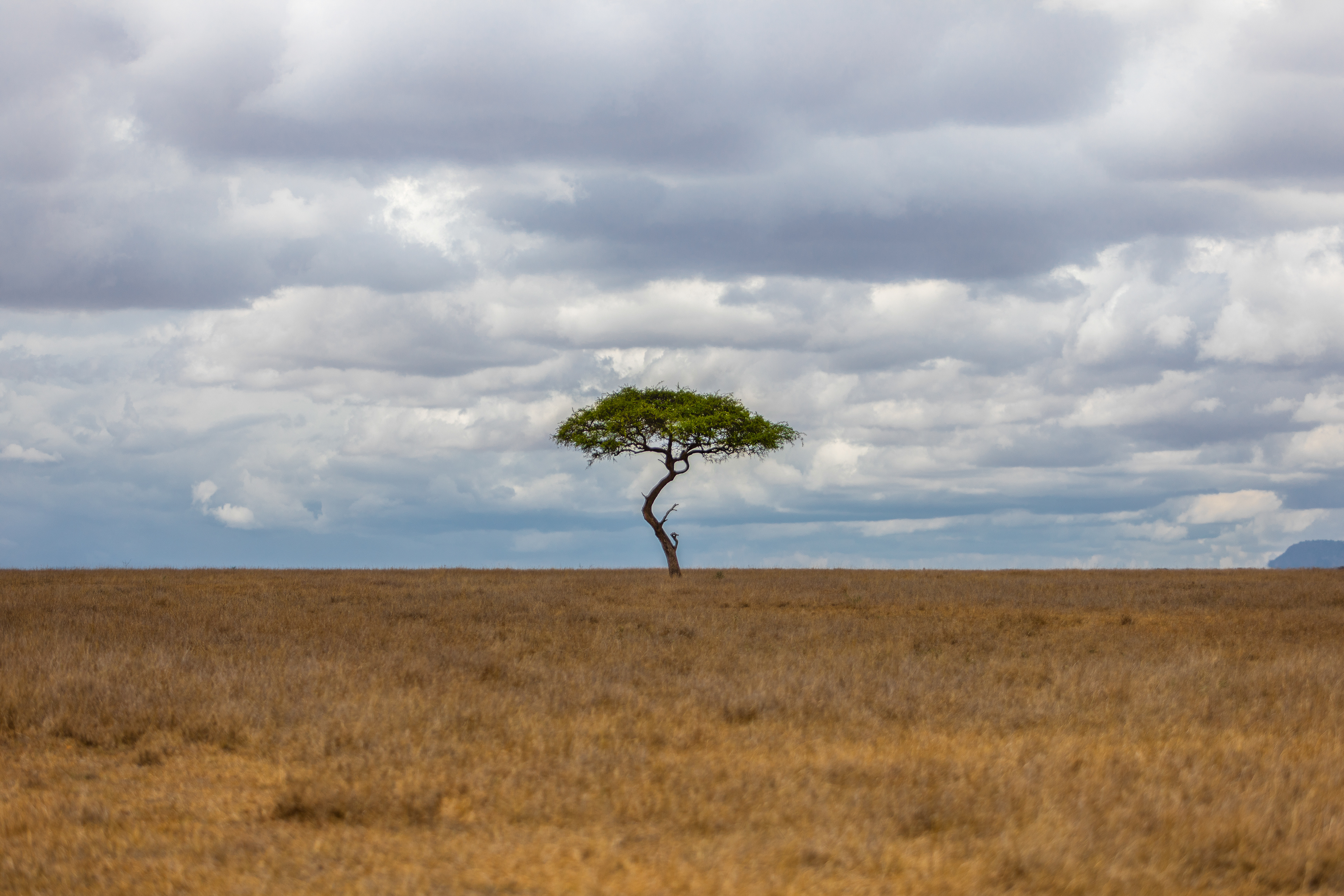 Adam Corrigan Photography - The Masai Mara