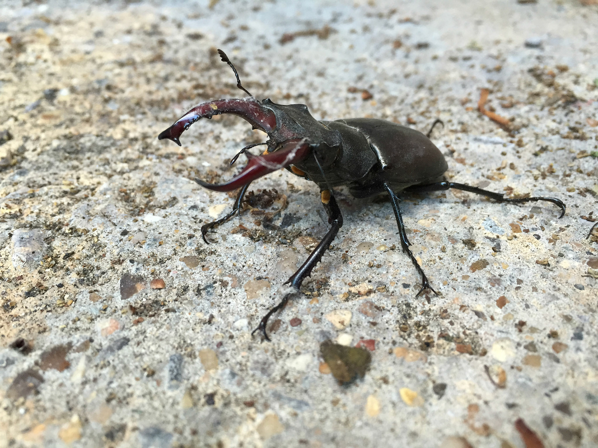 The Surrey Journal - Stag Beetle