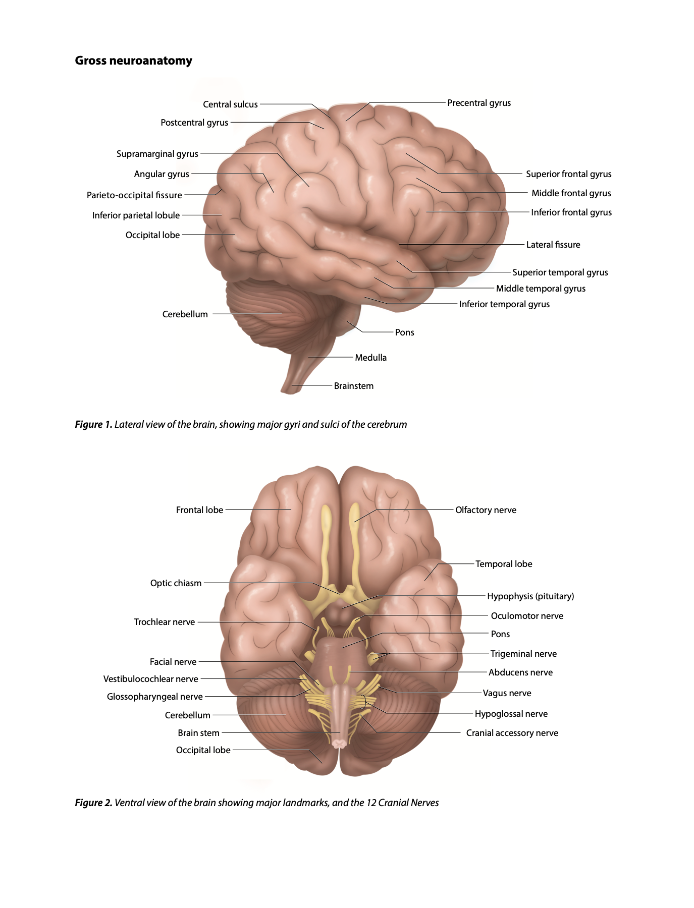 Roxanne Ziman Biomedical Illustrator - Neuroanatomy