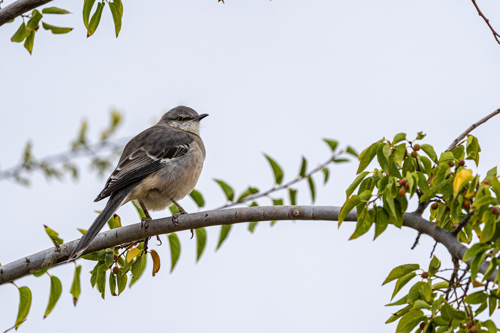 Andrew Musgrove - Perching Birds