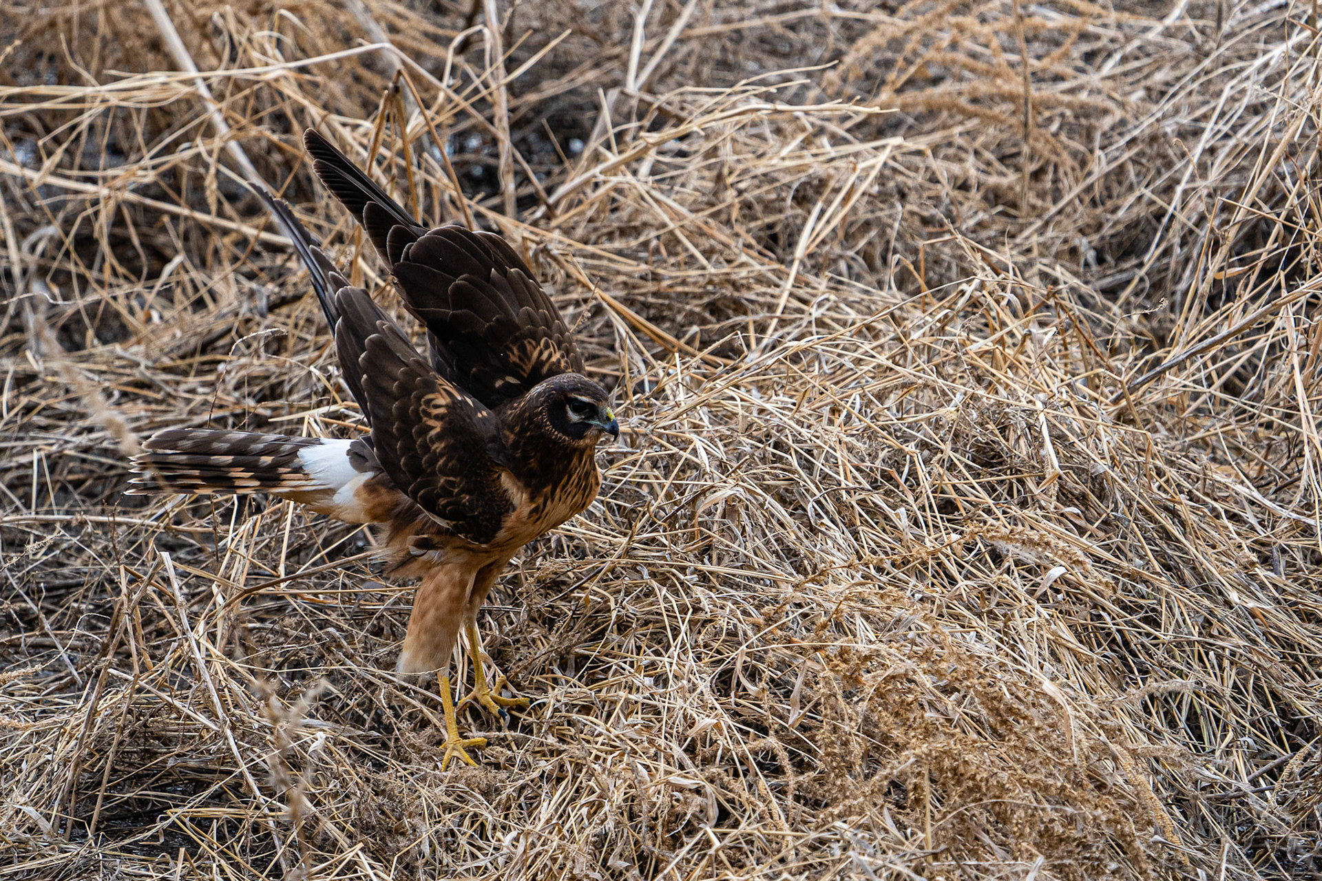 Andrew Musgrove - Diurnal Birds of Prey