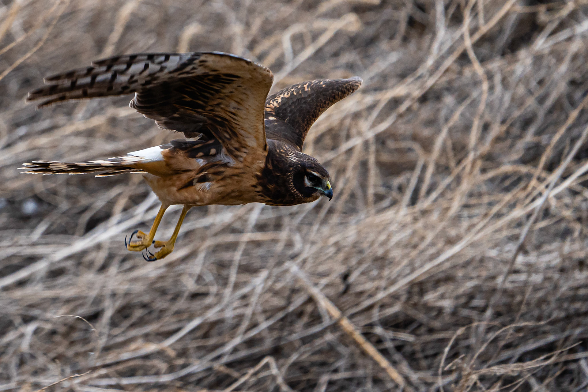 Andrew Musgrove - Diurnal Birds of Prey