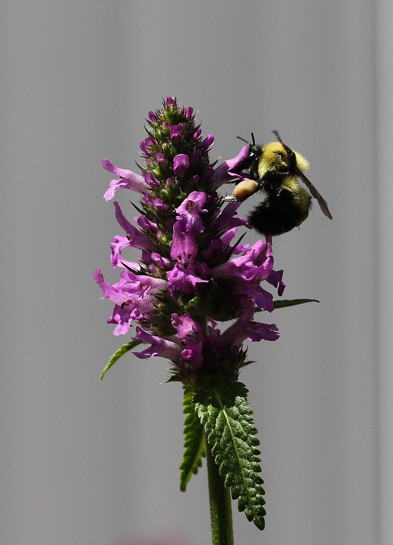 Jerry Katz - Insects