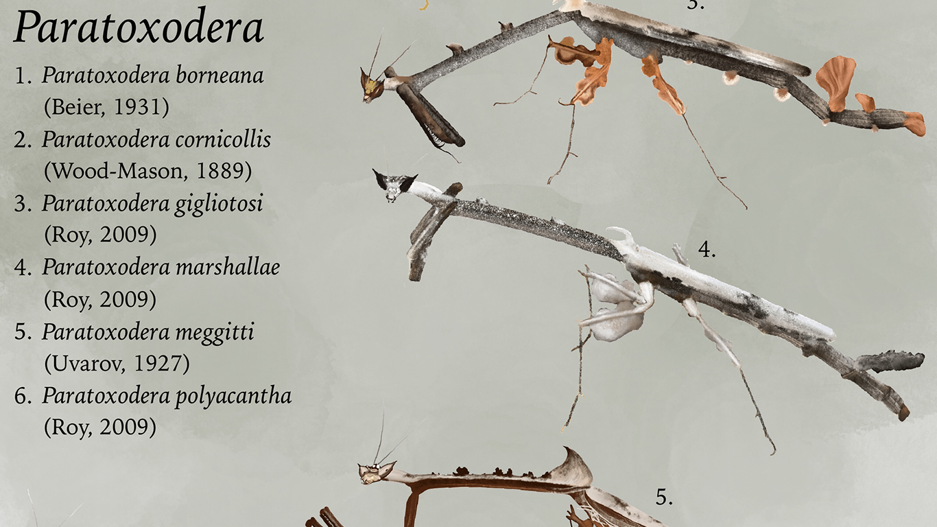 Andrew Blaurock - Monstera obliqua complex