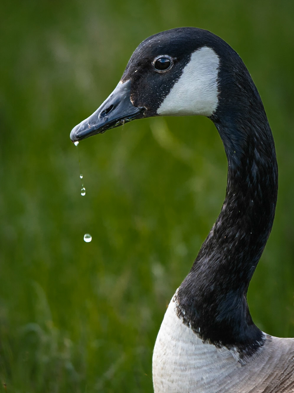 Greg Anderson Photography - Cape Cod