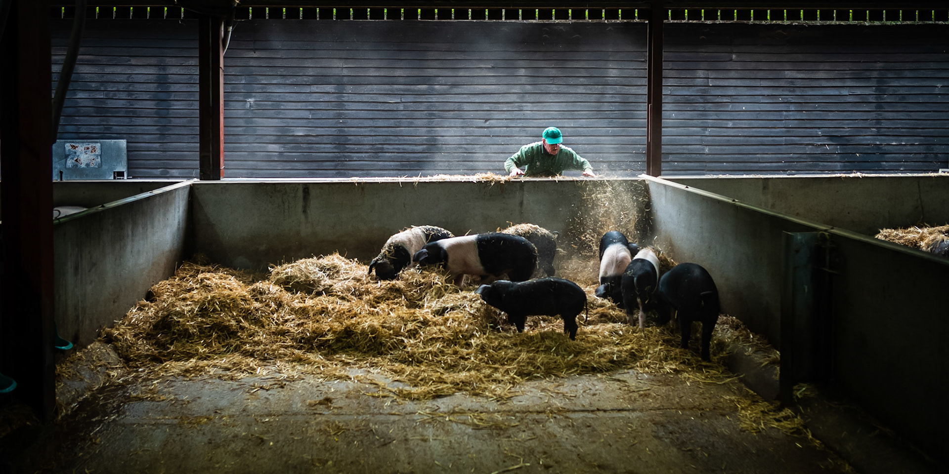 Mike Hodgson - The Piggery