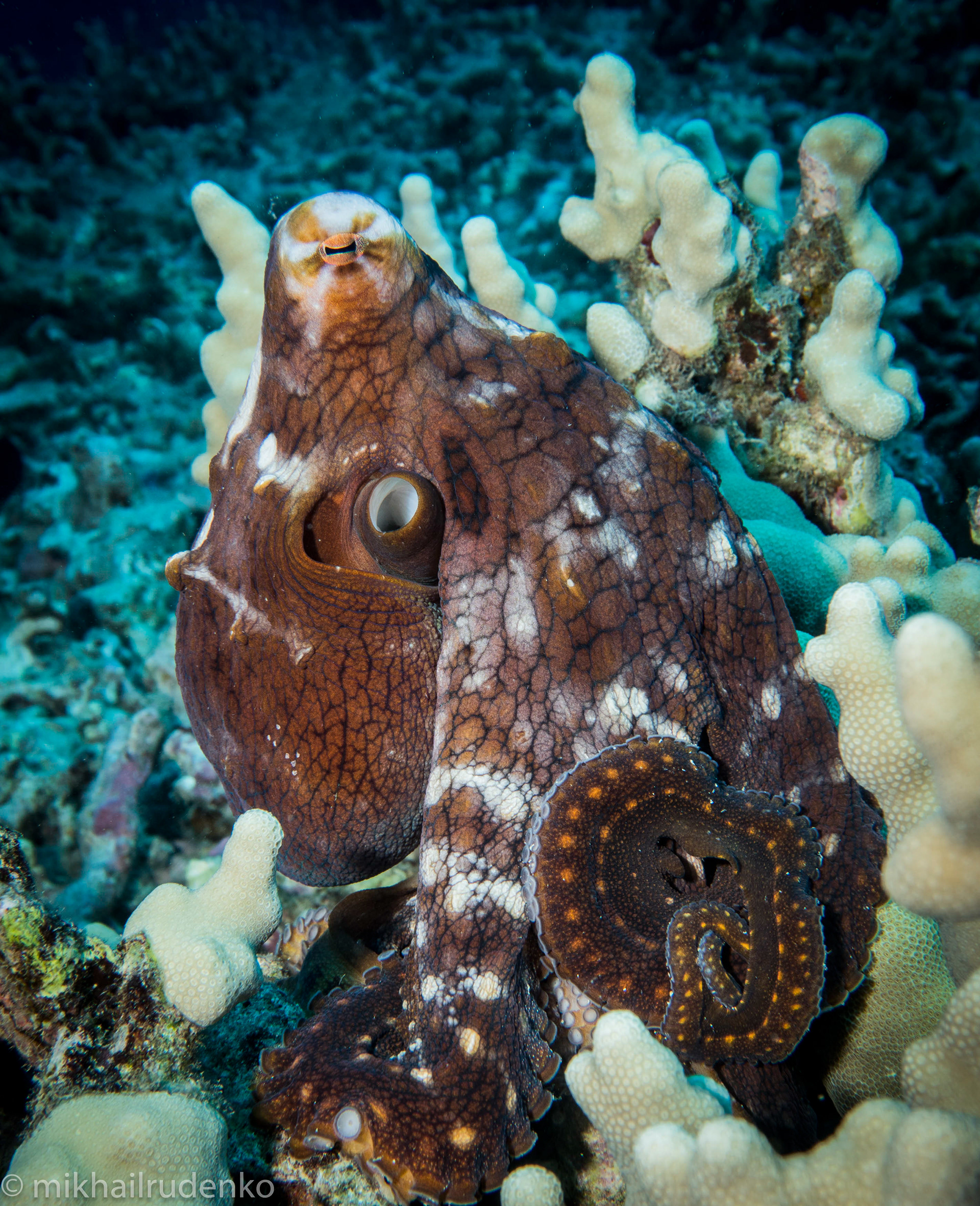 Liquid Cosmos Photo - Octopuses