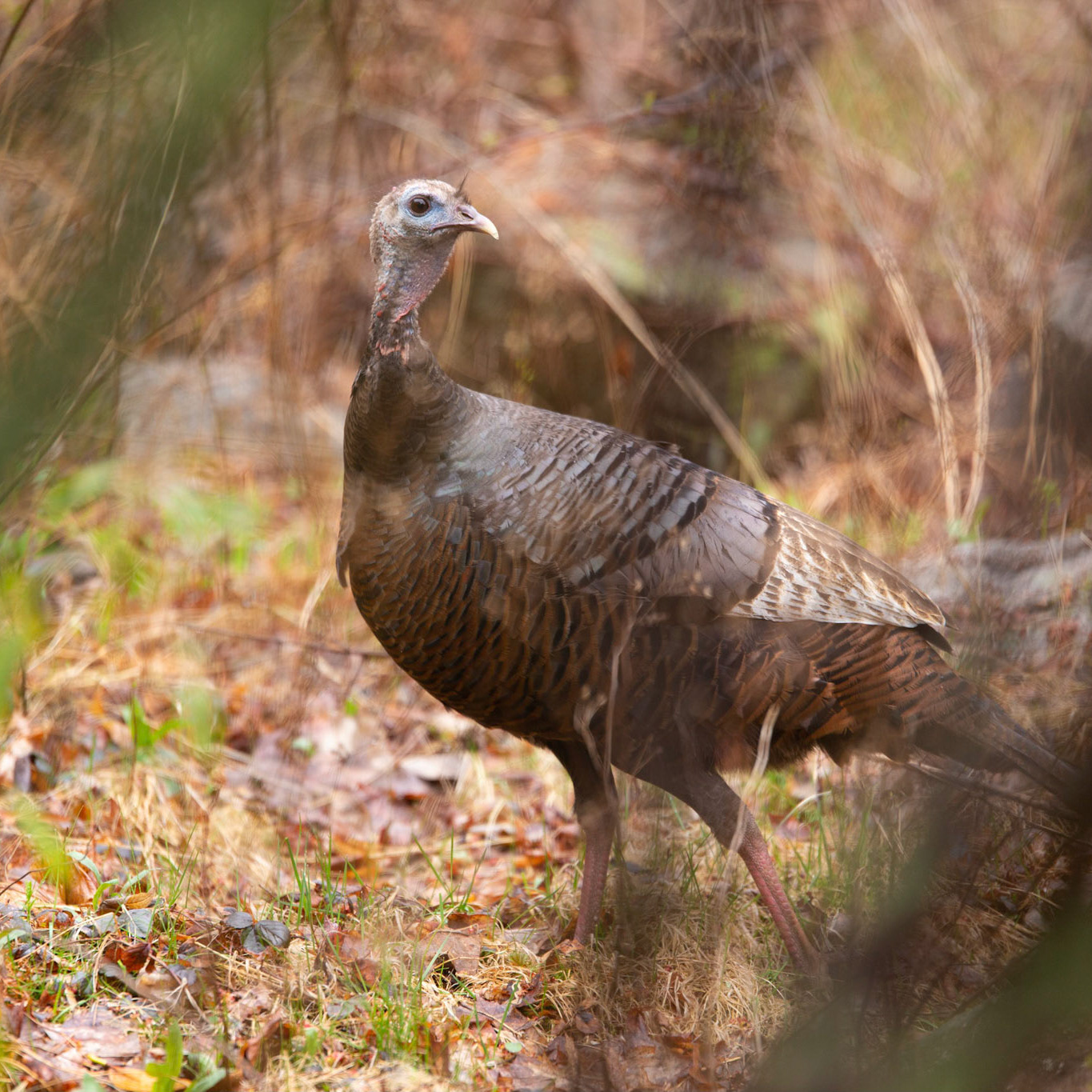 Jeramiah Brown - Wild Turkey